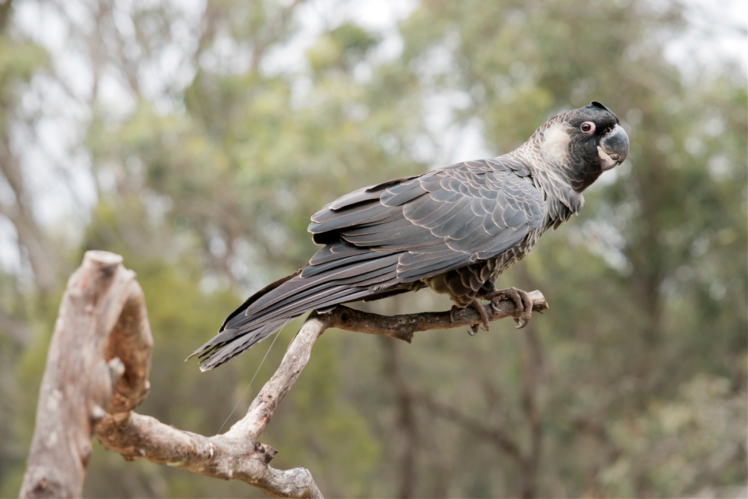 SLOW DOWN TO PROTECT ENDANGERED CARNABY'S BLACK COCKATOOS - South Coast ...