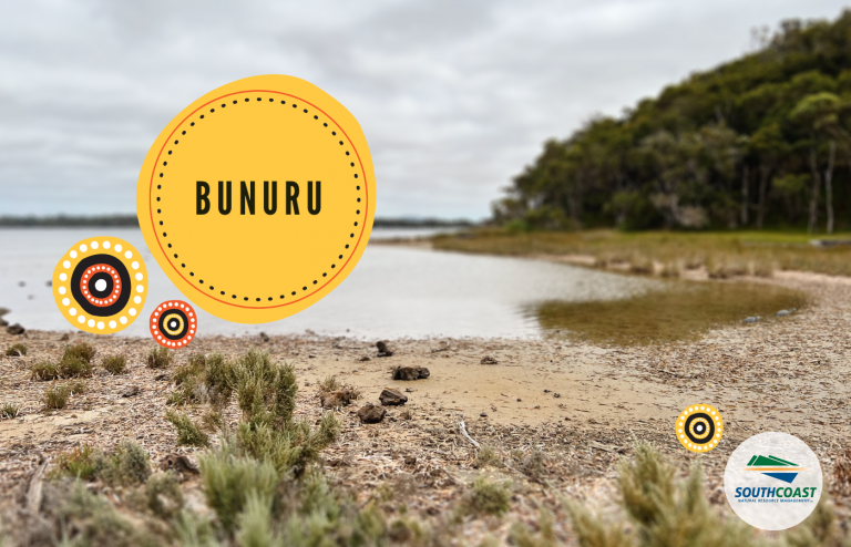 THE INDIGENOUS SEASONS – BUNURU - South Coast Natural Resource Management