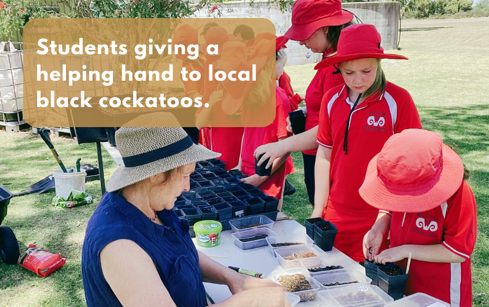 Wellstead kids sowing seeds to make a better future for our cockatoos ...