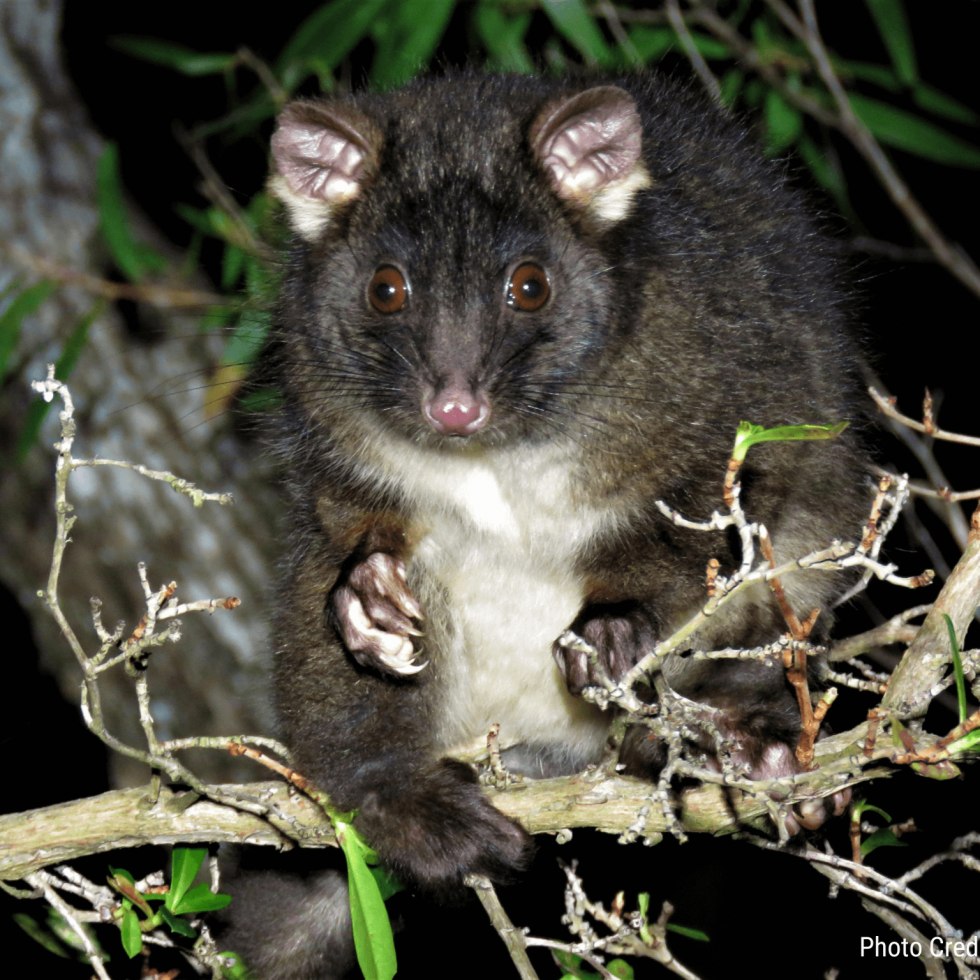 Climate resilient conservation of urban Western ringtail possums - South Coast Natural Resource ...